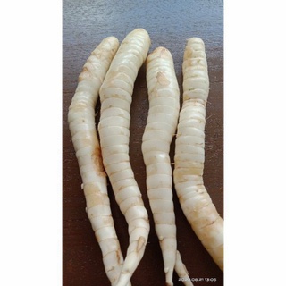 Jual UMBI GARUT UMBI SEGAR DAN BERSIH 500gr | Shopee Indonesia