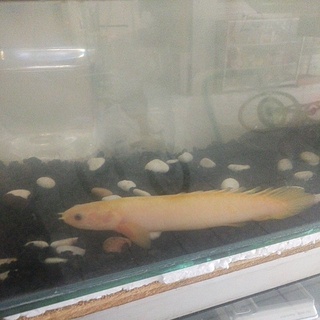 Jual ikan palmas/ikan naga 15-17cm | Shopee Indonesia