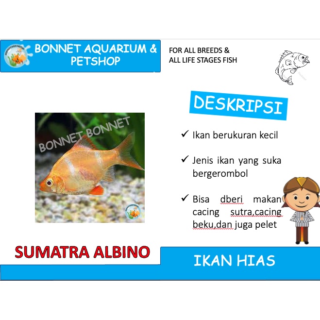 Jual IKAN HIAS SUMATRA ALBINO / SUMATRA ALBINO TIGER BARB / IKAN HIAS ...