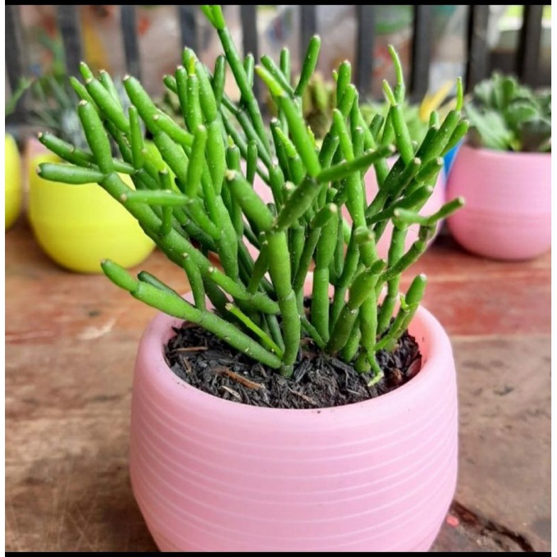 Jual Tanaman Kaktus Tanaman Sukulen mini RHIPSALIS CEREUSCULA | Shopee ...