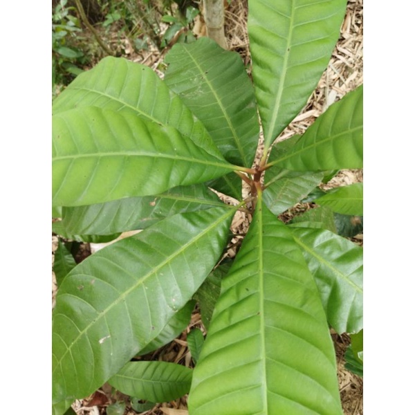 Jual jual daun campolay atau campoleh segar 1kg | Shopee Indonesia Jual jual daun campolay atau campoleh segar 1kg | Shopee Indonesia