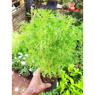 Jual Tanaman hias adas/Pohon adas/Cemara air | Shopee Indonesia