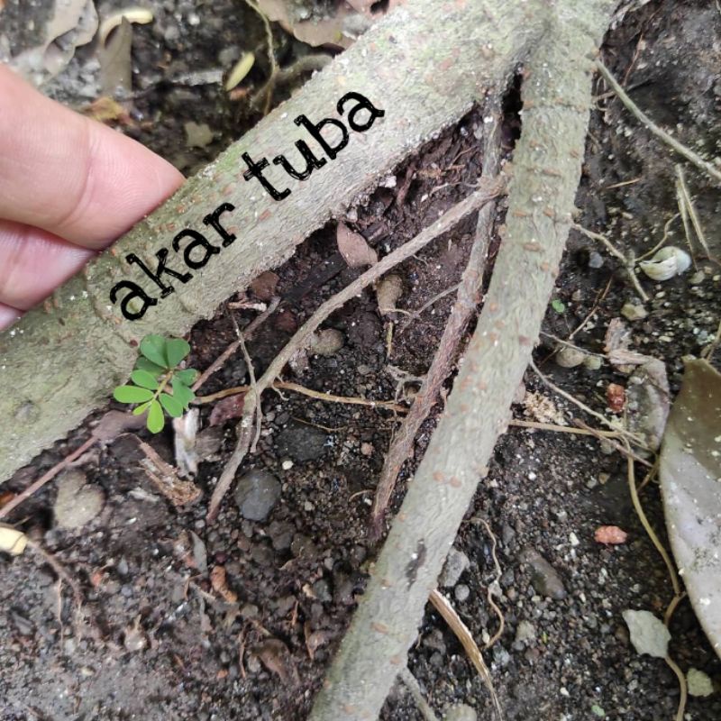 Jual Insektisida,Insektisida organik,insektisida akar tuba dan gadung ...