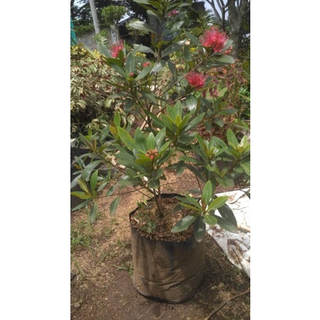 Jual tanaman hias Santos lemon bunga merah tinggi 80 cm | Shopee Indonesia
