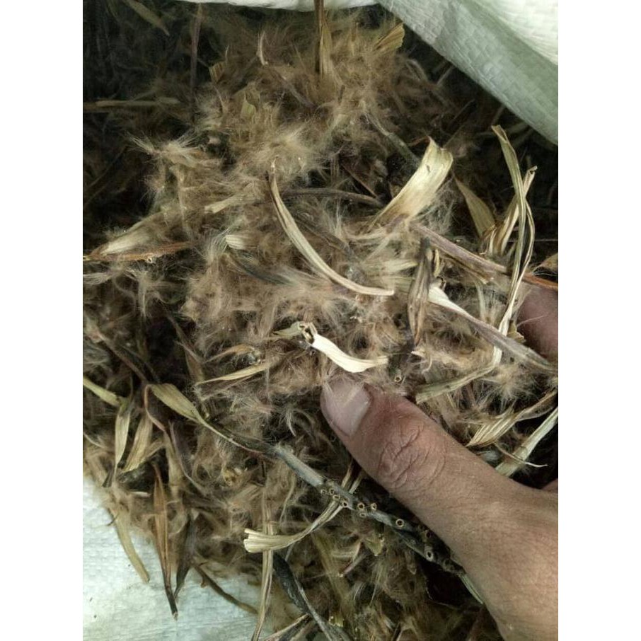 Jual 1 kg Benih Biji Pohon Pule Pulai Siap Semai *_@ | Shopee Indonesia