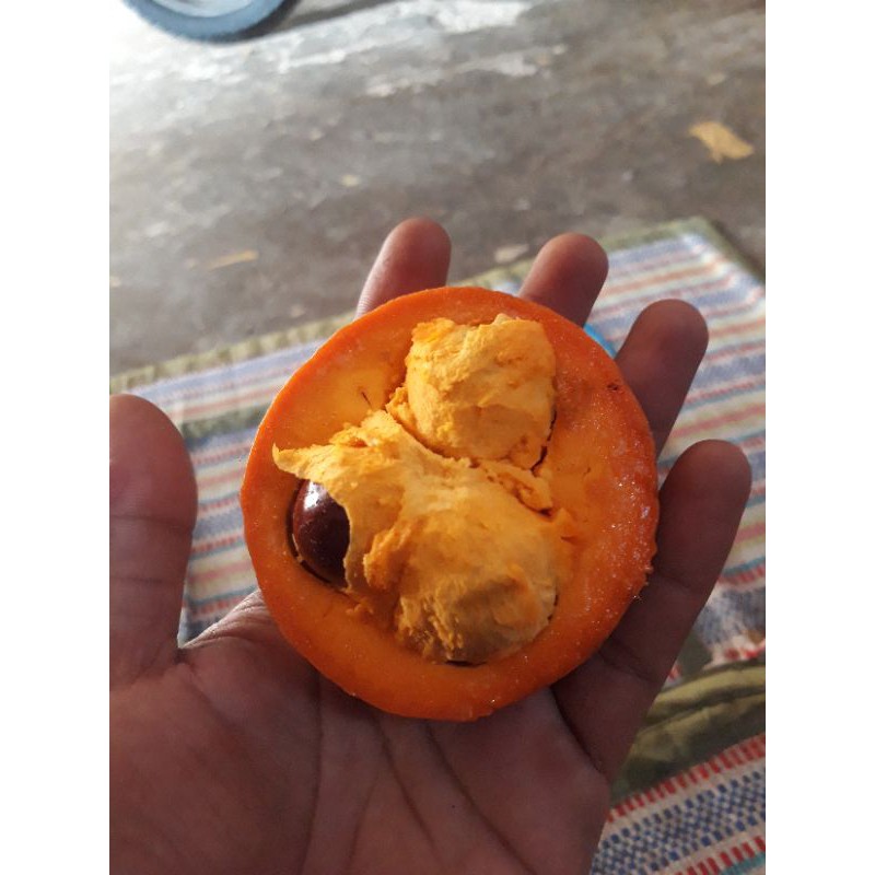 Jual buah alkesa/sawo belanda/campoleh/1kg | Shopee Indonesia