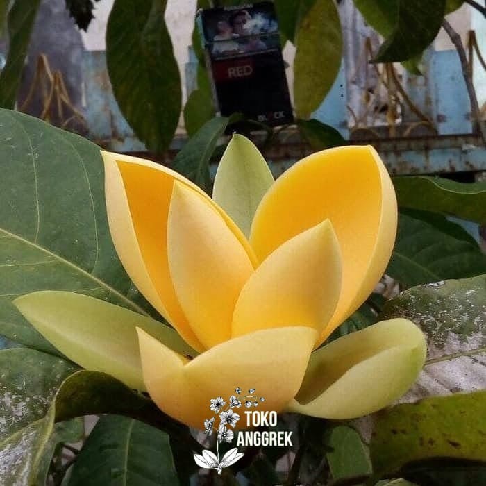 Jual Tanaman Hias Cempaka Telur Kuning (Magnolia liliifera) | Shopee ...