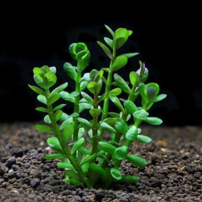 Jual Rotala indica bonsai green 10 batang | Ammania bonsai green ...