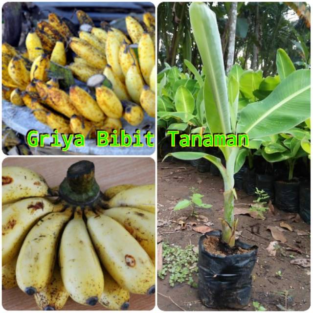 BIBIT PISANG RAJA SEREH atau PISANG SUSU Griya Bibit Tanaman | Shopee ...