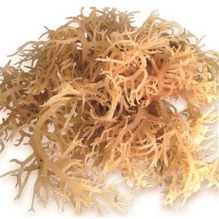 Jual KARAGENAN–REFINED KAPPA CARRAGEENAN-250GR/PACK-REPACK Indonesia ...