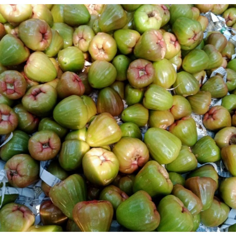 Jual entres jambu air cincalo pucuk batang tanaman untuk okulasi stek ...