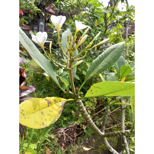 Jual Kamboja putih, tanaman hias, tanaman perindang, tanaman penyejuk ... Jual Kamboja putih, tanaman hias, tanaman perindang, tanaman penyejuk ...