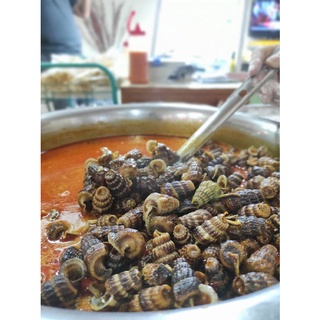 Jual KATANGLO / KEONG NENEK / CHAO LO / KEONG TUTUT KHAS KALIMANTAN ...