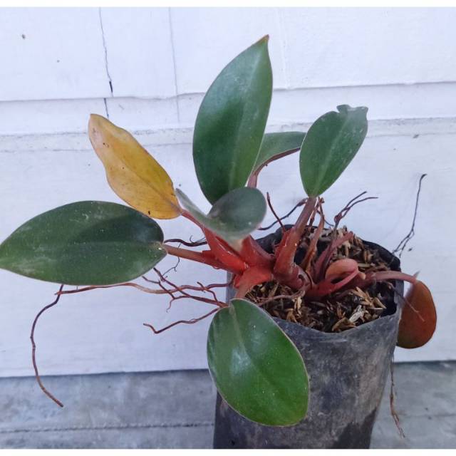 Jual Tanaman Hias Philodendron Red Emerald/Philodendron Erubescens Mini ...