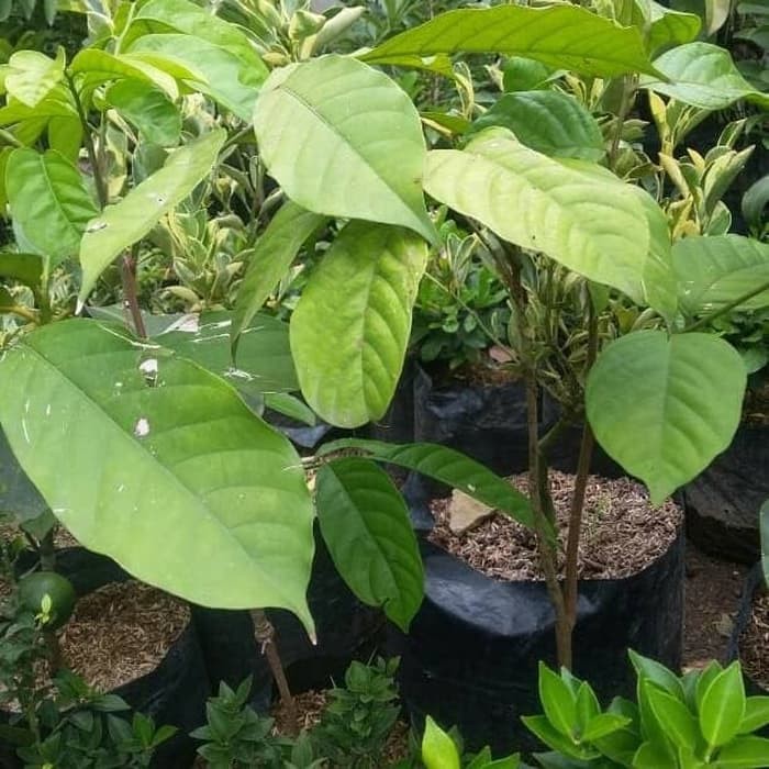 Jual Bibit tanaman buah langsep langsap atau langsat | Shopee Indonesia