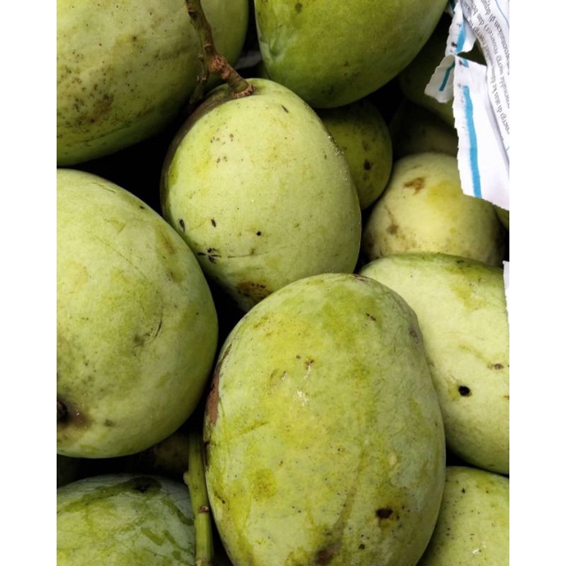 Jual 1kg Mangga Cengkir Buah Segar Cocok Buat Rujak IBU HAMIL | Shopee ...