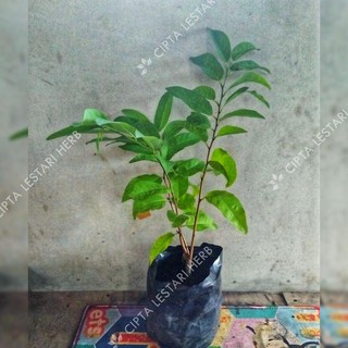 Jual Bibit Pohon Srikaya Tanaman Buah Srikaya Serba Delima Bintang ...