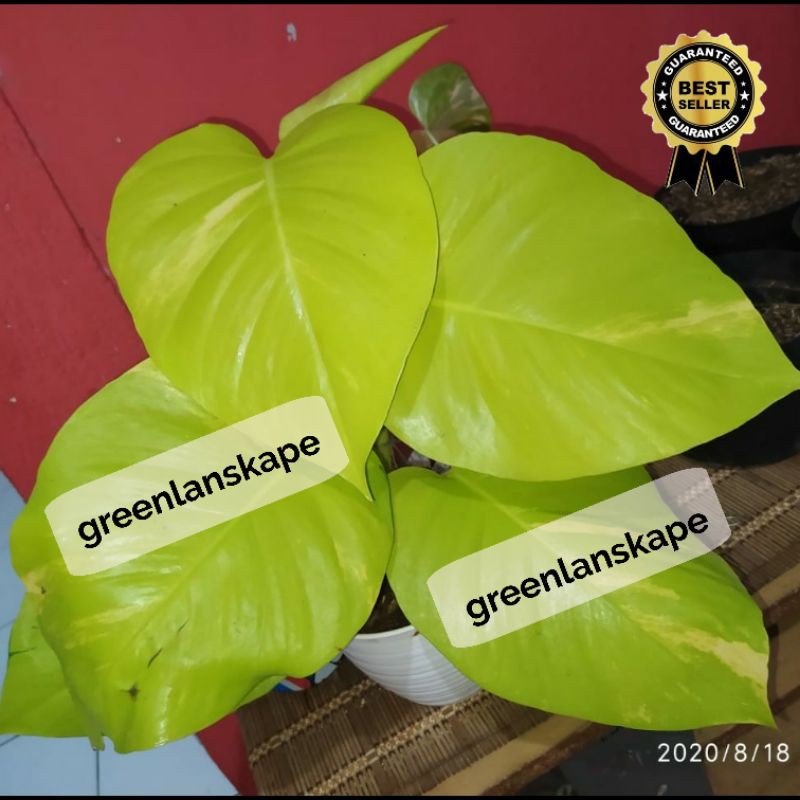 Jual Srigading Kuning Tanaman Hias Rambat Gantung - Siri Gading Love ...