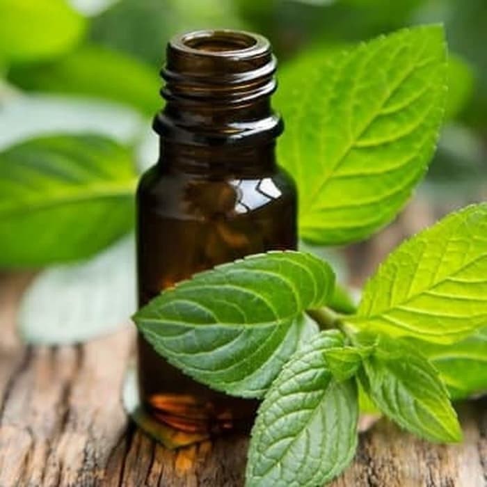 Jual Essential Oil Peppermint /Essensial mint/ Minyak Mint Pure 100% ...