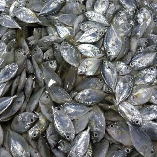 Jual Ikan Petek Ikan Pepetek Segar Hasil Laut Segar 1 Kg | Shopee Indonesia