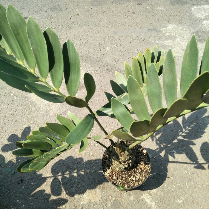 Jual tanaman hias zamia Indonesia|Shopee Indonesia