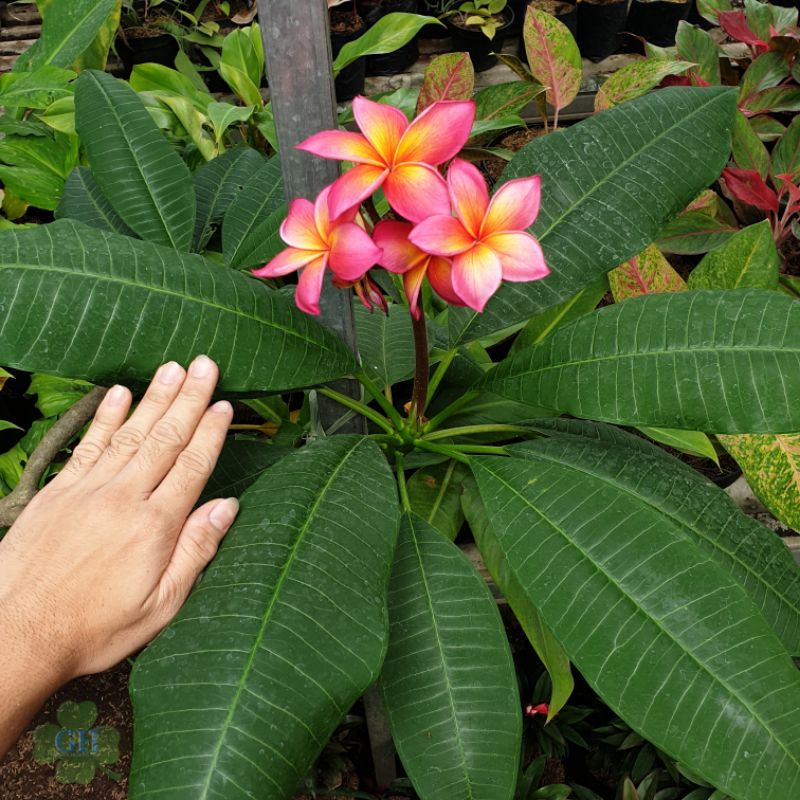 Jual Tanaman Hias Pohon Bunga Kamboja Bali Plumeria Rubra Obtusa ...