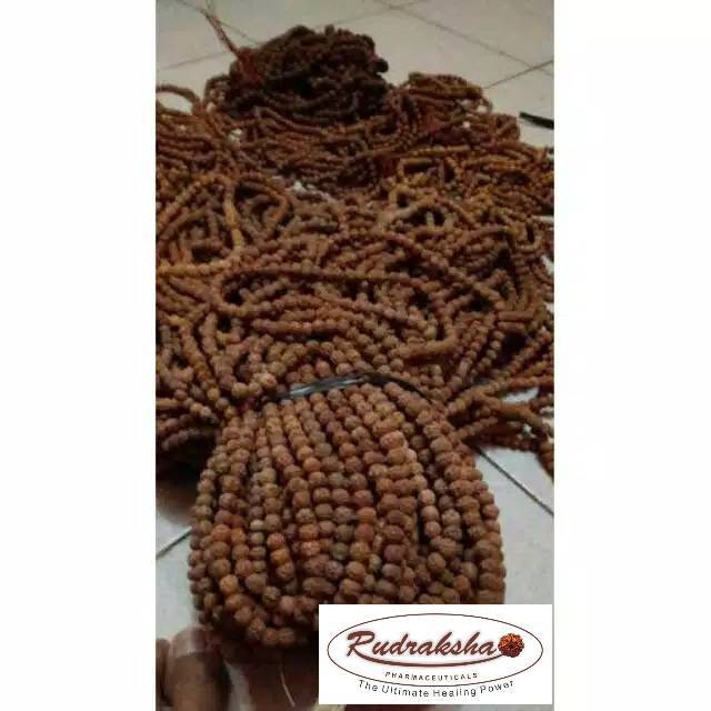 Jual Biji Jenitri asli rudraksha 500 biji 12mm | Shopee Indonesia