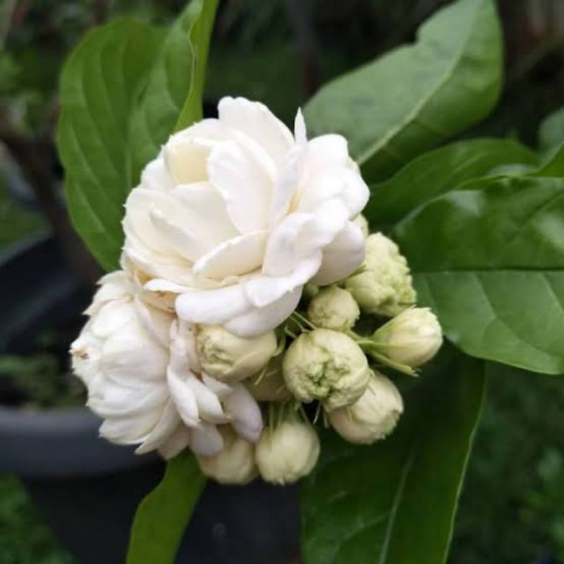 Jual Tanaman melati tuscany atau melati telur | Shopee Indonesia