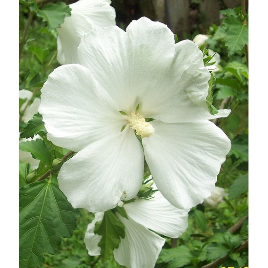 Jual promo!! Tanaman Hias Kembang Sepatu bunga Putih - Tanaman Hibicus ...