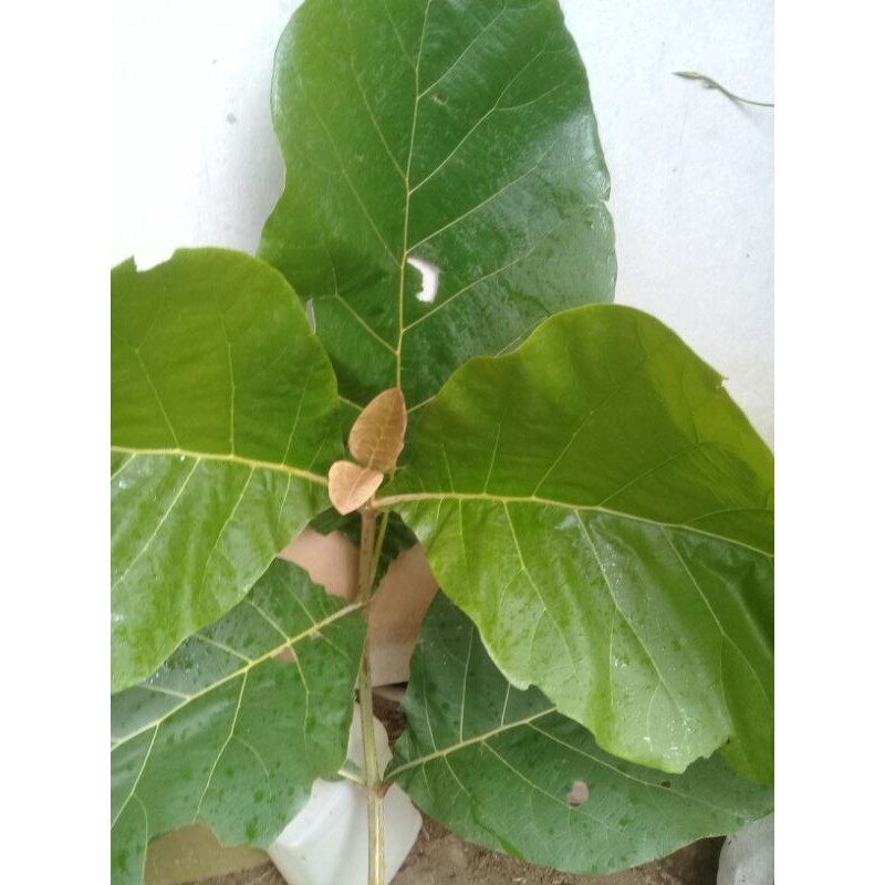 Jual Promo daun jati muda segar 1kg | Shopee Indonesia