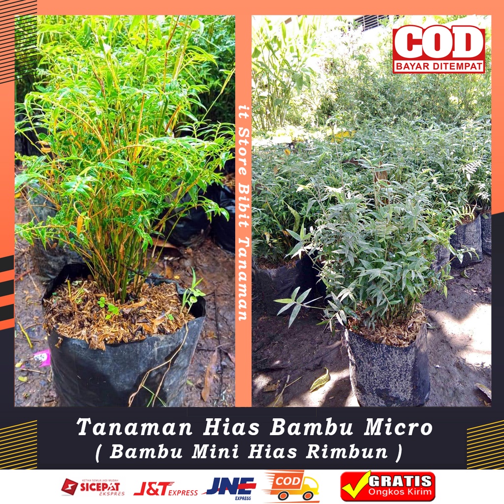 Harga bambu mini micro Terbaru Okt 2024 |BigGo Indonesia
