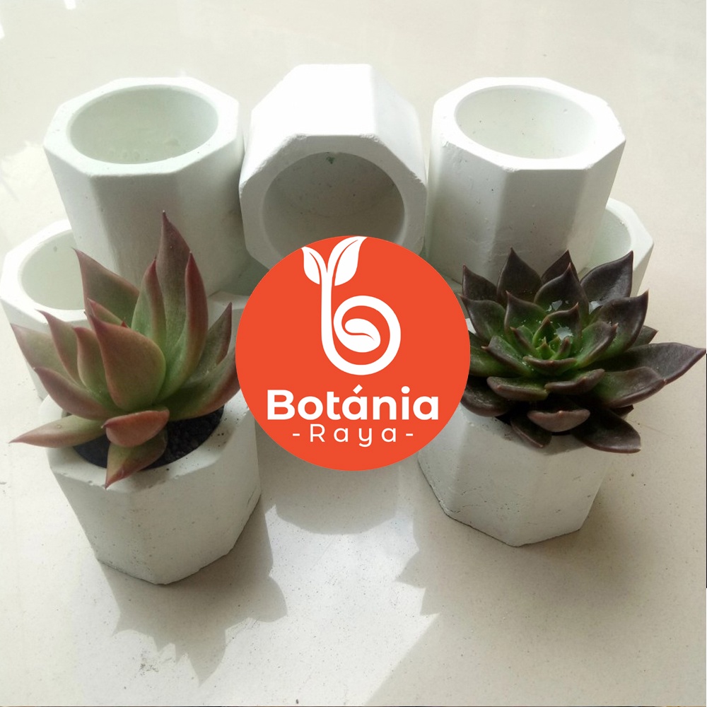 Harga POT Aesthetic Sukulen Terbaru Mei 2023 |BigGo Indonesia