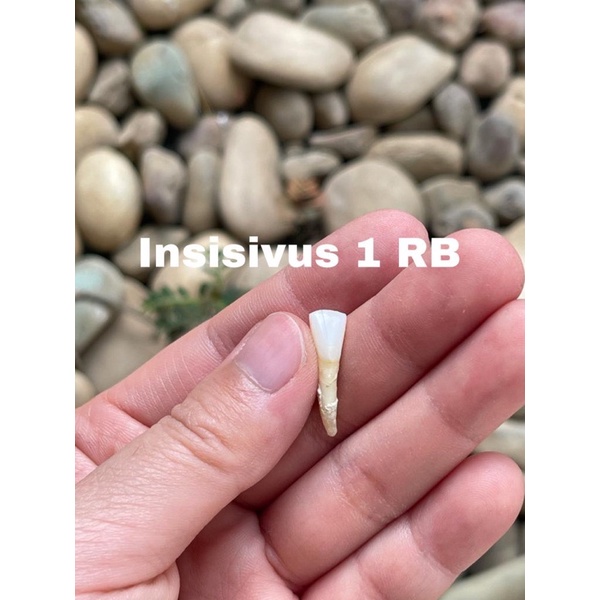 Jual Gigi Praktikum Asli Insisivus/ Insisif 1 Rahang Bawah | Shopee ...
