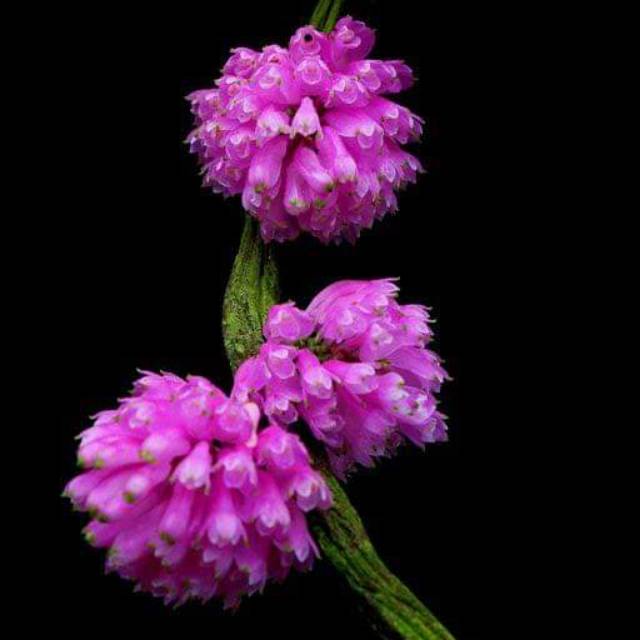 Jual Anggrek Dendrobium Purpureum ( spesies Sulawesi ) | Shopee Indonesia