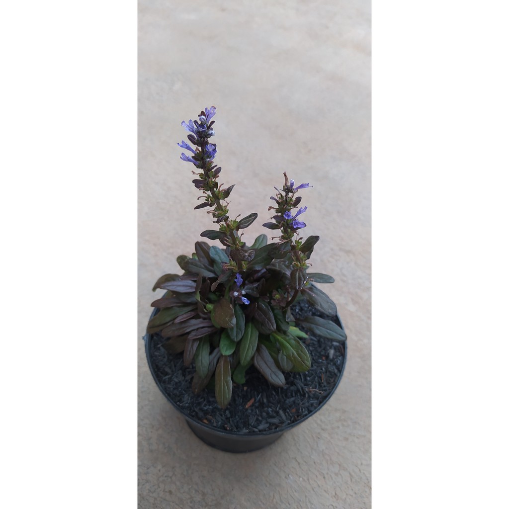 Jual Tanaman rumput bunga ayoga ungu | Shopee Indonesia