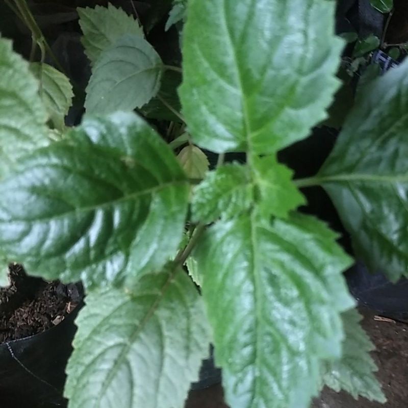 Jual Tanaman Daun Nilam | Shopee Indonesia