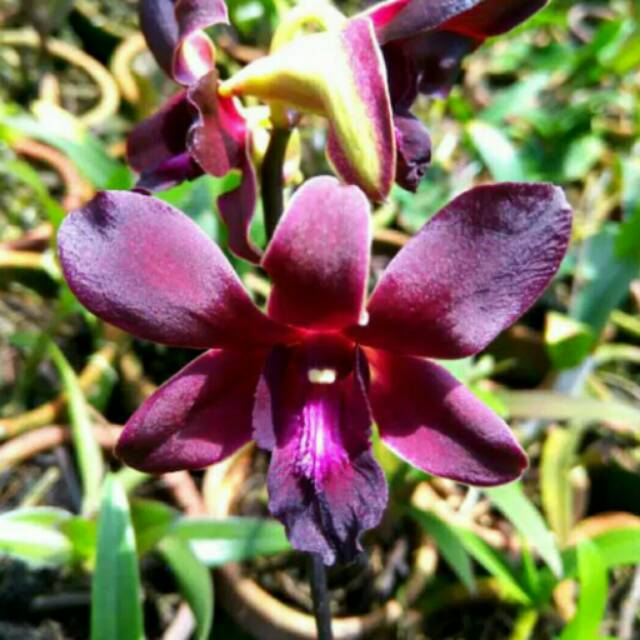 Jual Anggrek Dendrobium Dark Violet | Shopee Indonesia