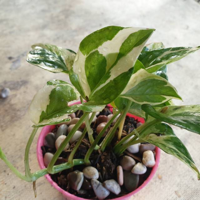 Tanaman Hias Sri Gading Varigata | Shopee Indonesia