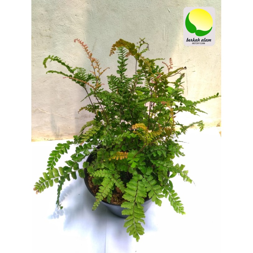 Jual suplir/adiantum/fern/tumbuhan paku/spora/tanaman hias 001 ...