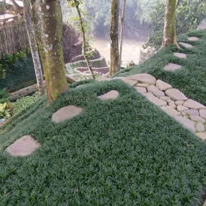 Jual Paket murah 50 kucai mini - pengganti rumput - untuk list taman ...