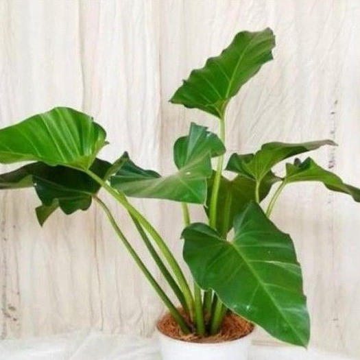 Jual Tanaman Hias Philodendron marble / Tanaman philo marbel / Tanaman ...