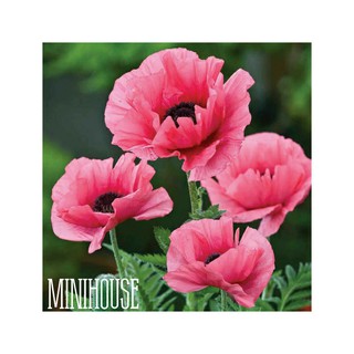 Jual BENIH BIBIT BIJI BUNGA POPI POPPY PINK | Shopee Indonesia