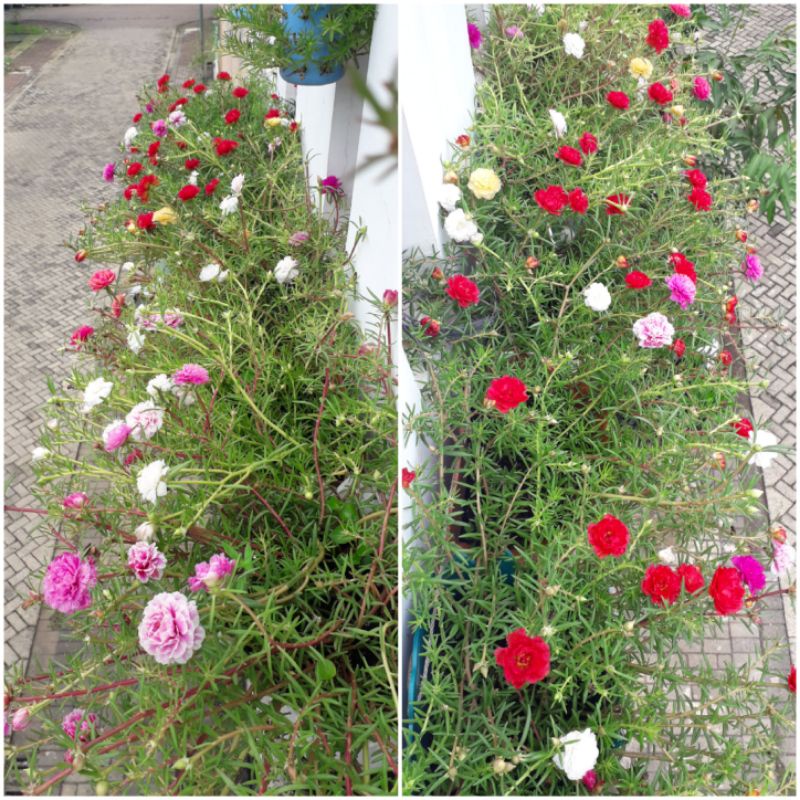 Jual Paket Bunga Krokot Tumpuk warna mix ( per 25 stek) | Shopee Indonesia