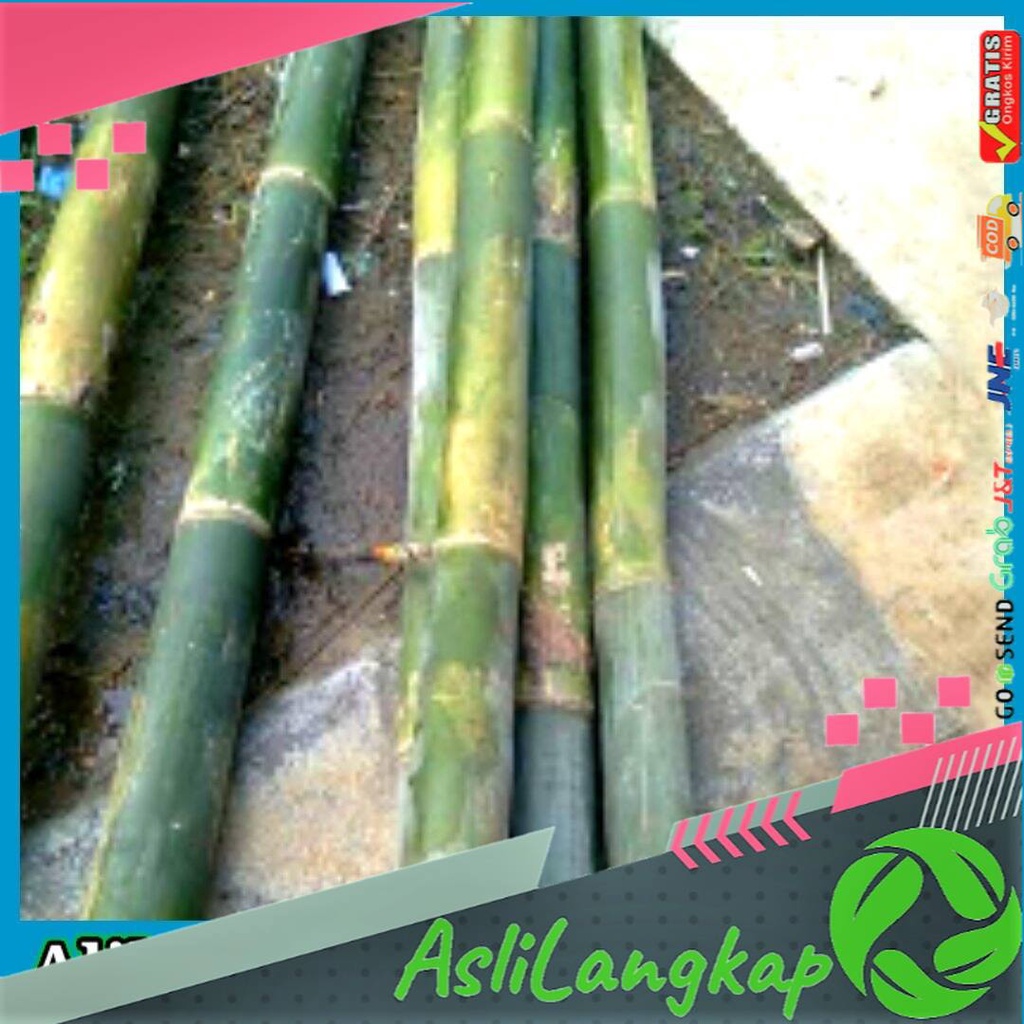 Jual jual bambu apus/ bambu tali gelondongan / 1 meter | Shopee Indonesia