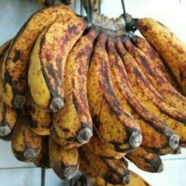 Jual Bibit Buah Unggul Pisang Barangan Medan Asli Batang Besar Cepat ...