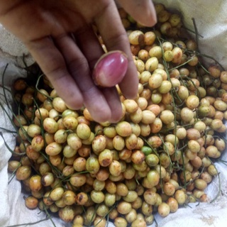 Jual kemundung/menteng | Shopee Indonesia