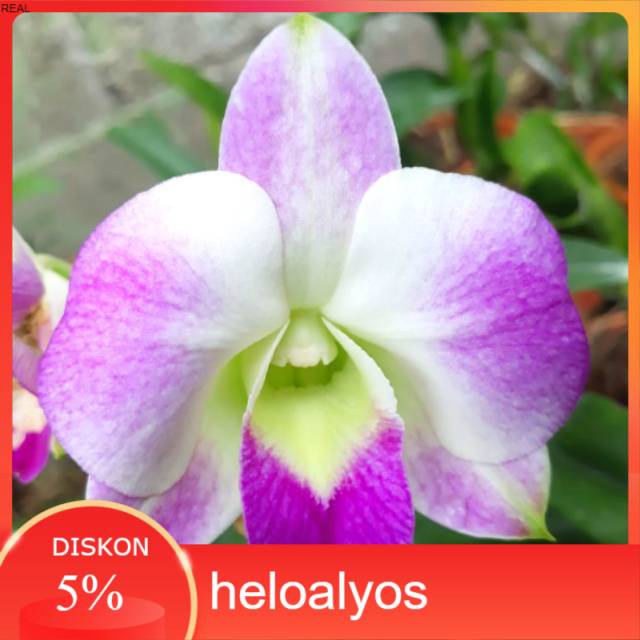 Jual Anggrek Dendrobium Burana Pearl Princess | Shopee Indonesia