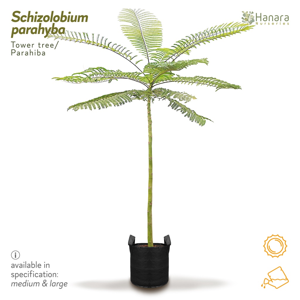 Jual Schizolobium parahyba - Tower tree/Parahiba - pohon instan ...