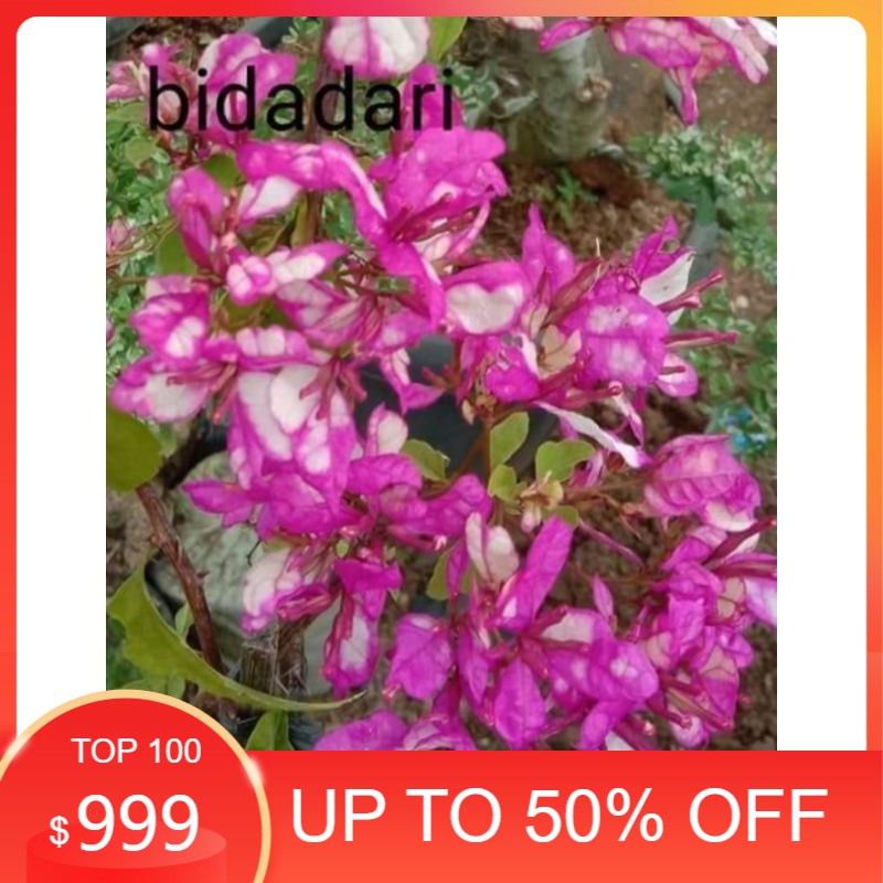Jual MURAH BANGET bibit bogenfil bidadari - Bunga Kertas Bugenvil ...