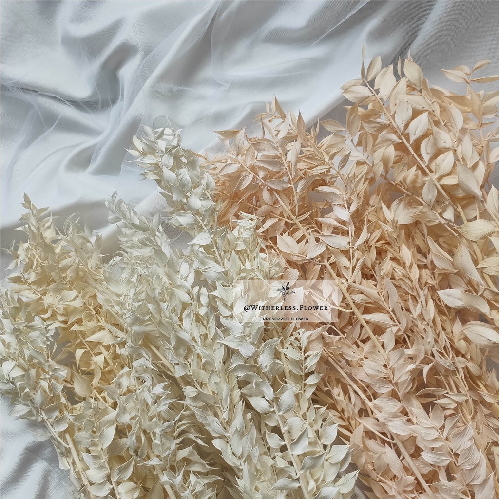Jual 50 gr Preserved Ruscus Ruskus / Dried Flower Awetan / Bunga Kering ...